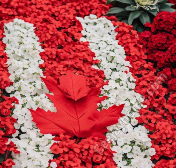 Canada flag: how to use the Canadian symbol in decoration? (History ...